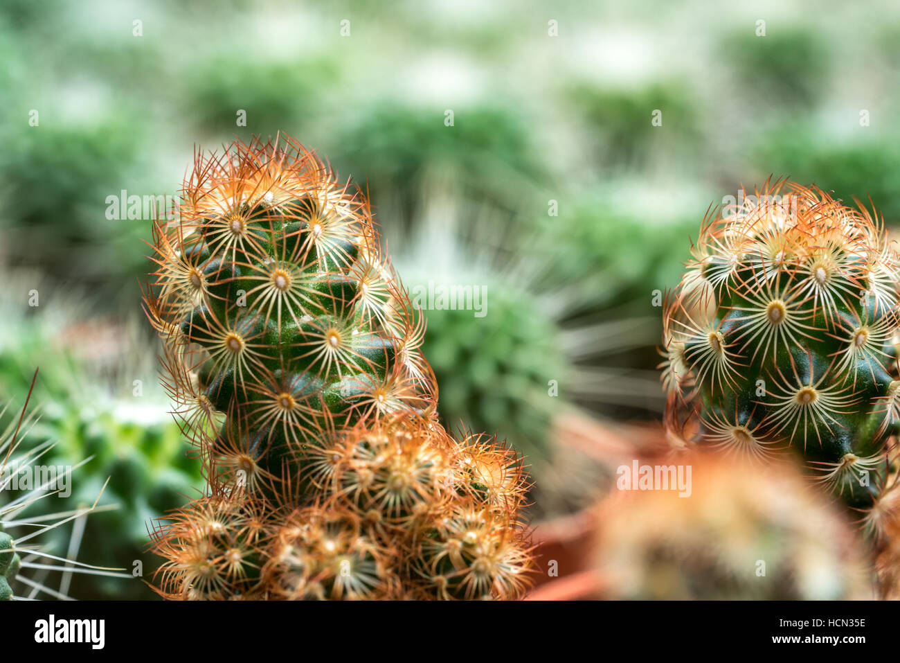 Cactus with close up view Stock Photo - Alamy