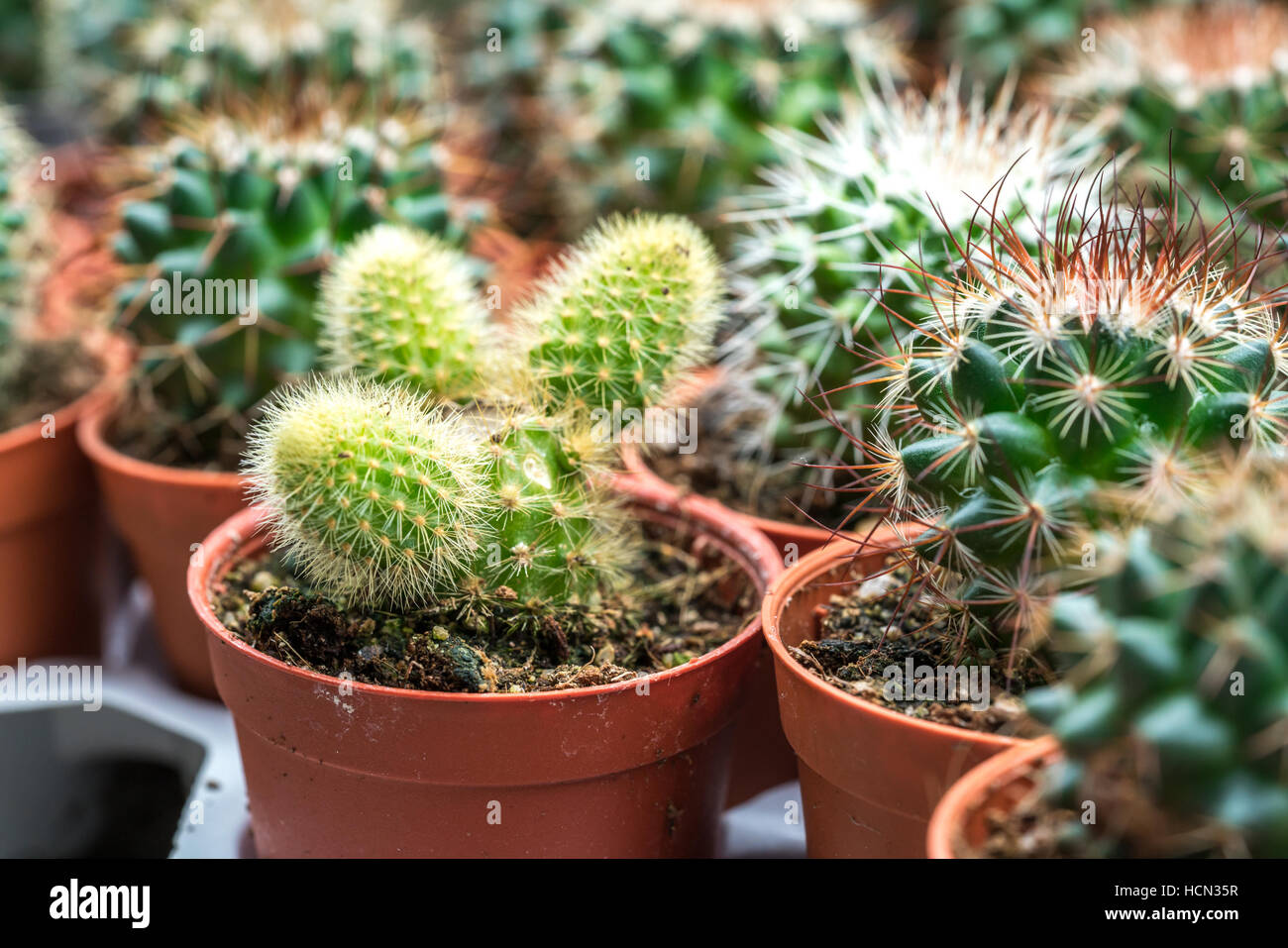 Cactus with close up view Stock Photo - Alamy