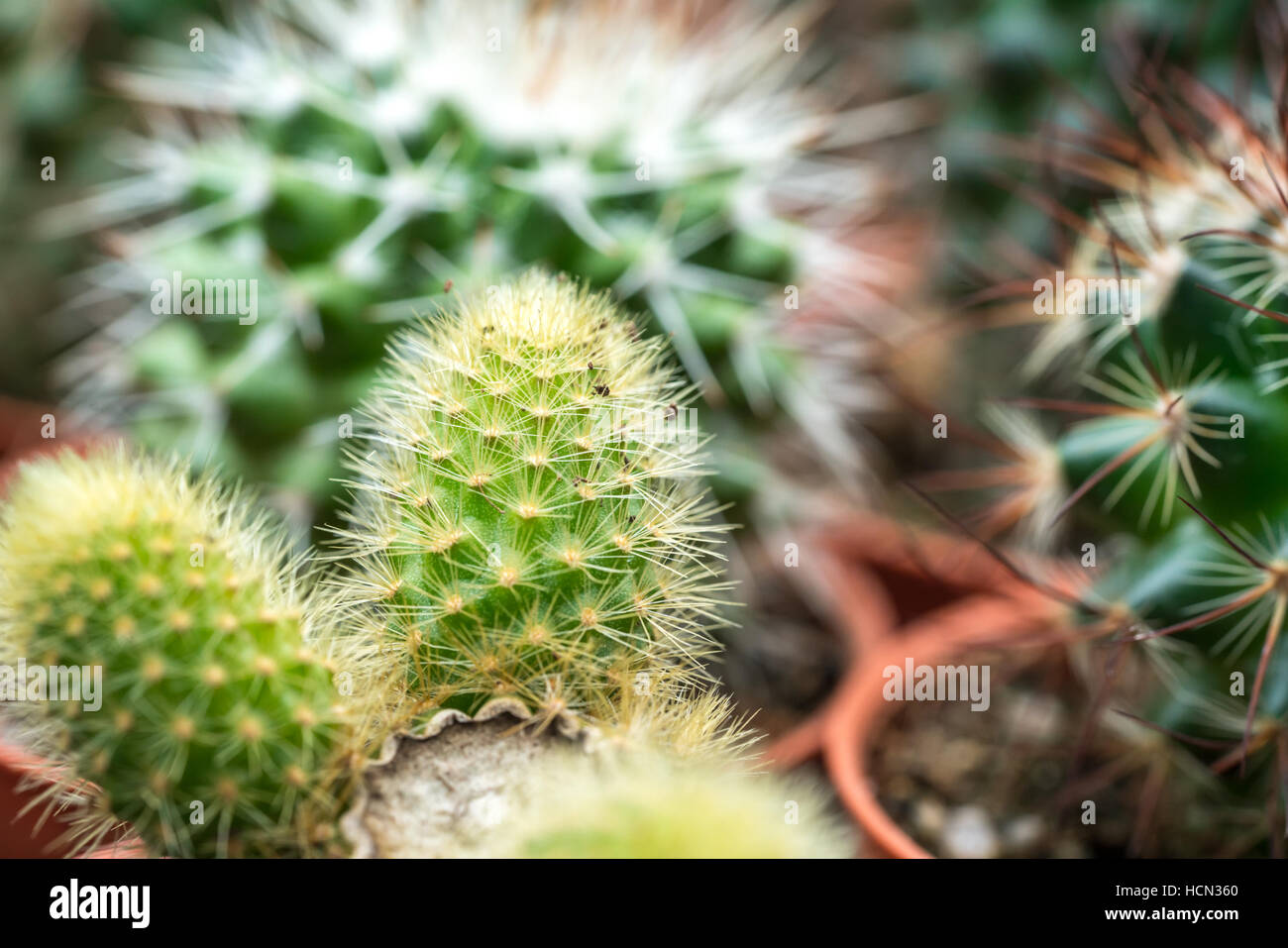 Cactus with close up view Stock Photo - Alamy
