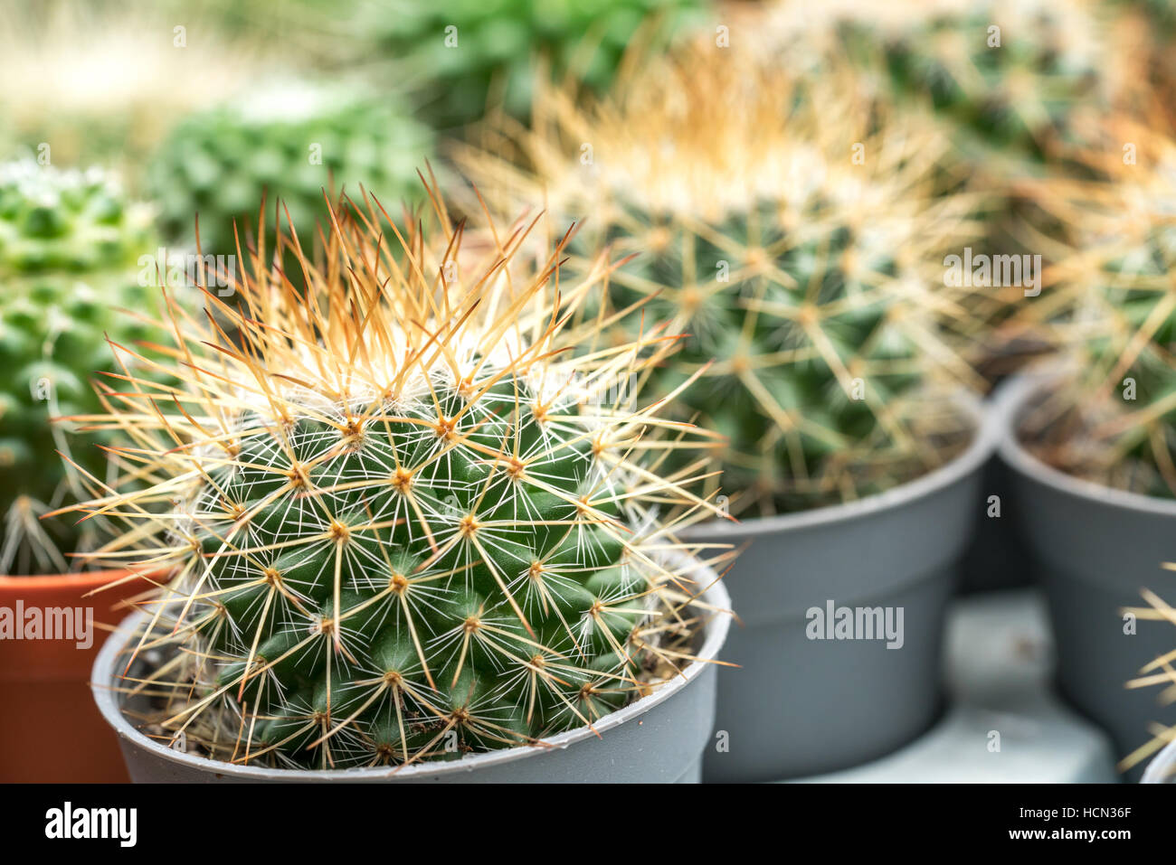 Cactus with close up view Stock Photo - Alamy