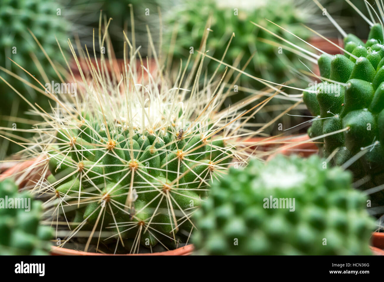 Cactus with close up view Stock Photo - Alamy