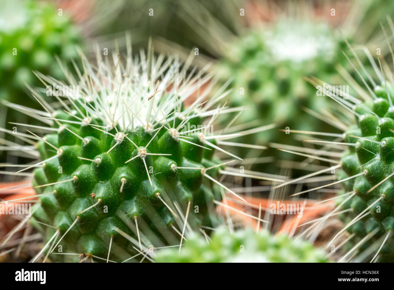 Cactus with close up view Stock Photo - Alamy