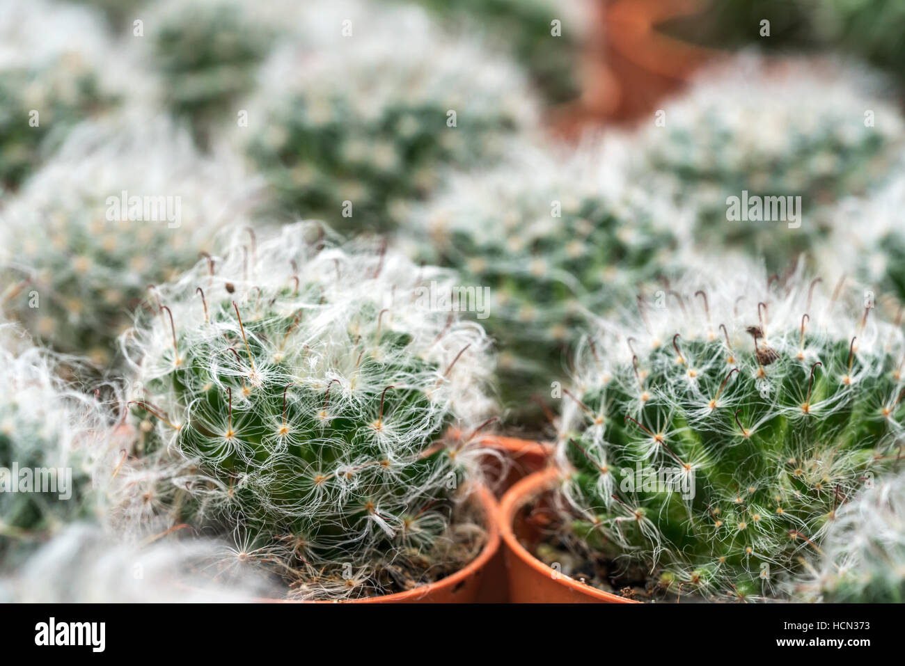 Cactus with close up view Stock Photo - Alamy