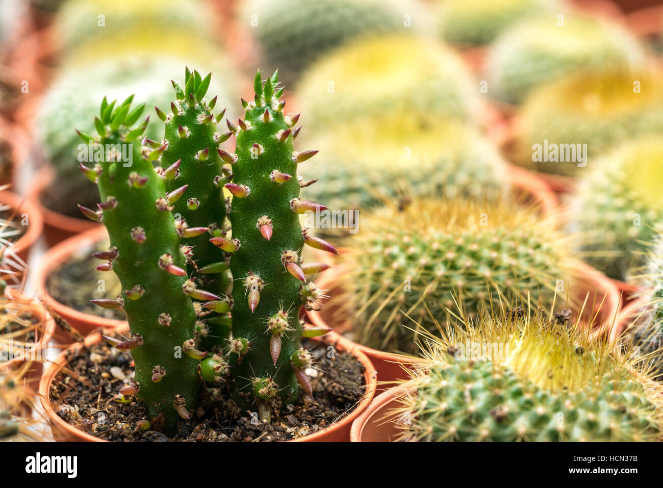 Cactus with close up view Stock Photo - Alamy