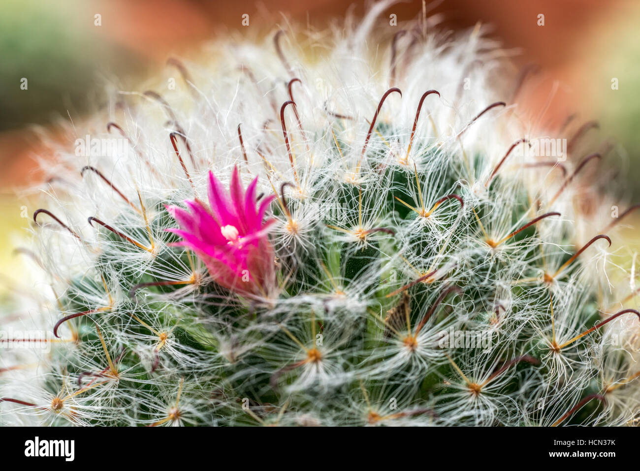 Cactus with close up view Stock Photo - Alamy