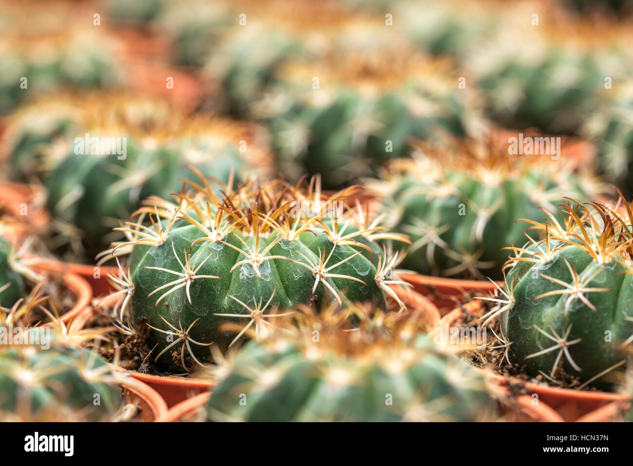 Cactus with close up view Stock Photo - Alamy