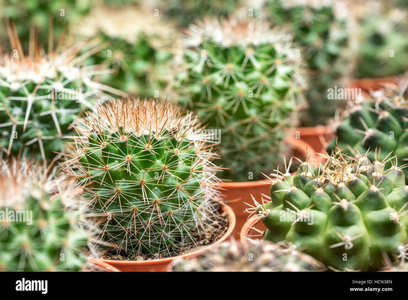 Cactus with close up view Stock Photo - Alamy