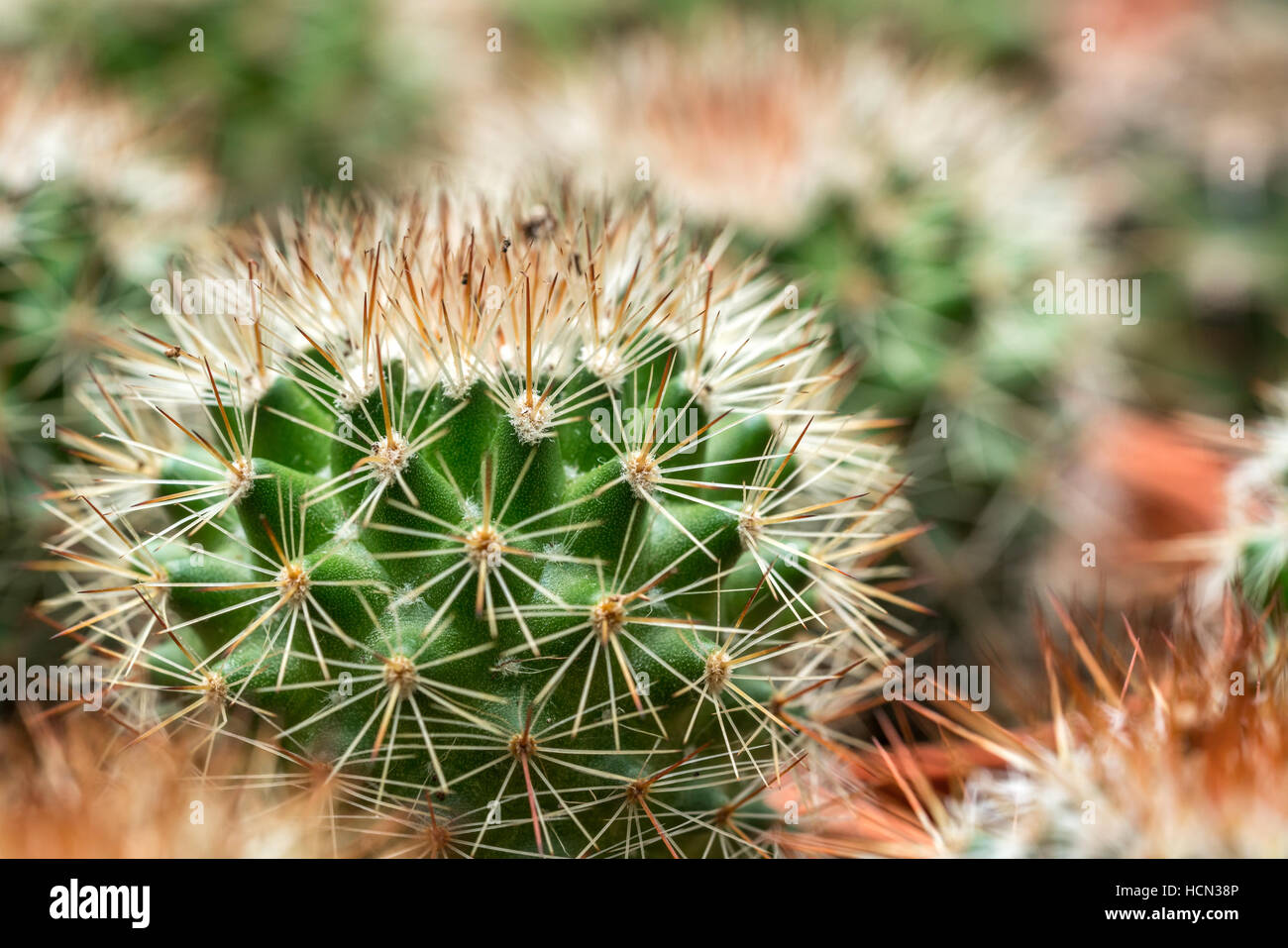 Cactus with close up view Stock Photo - Alamy