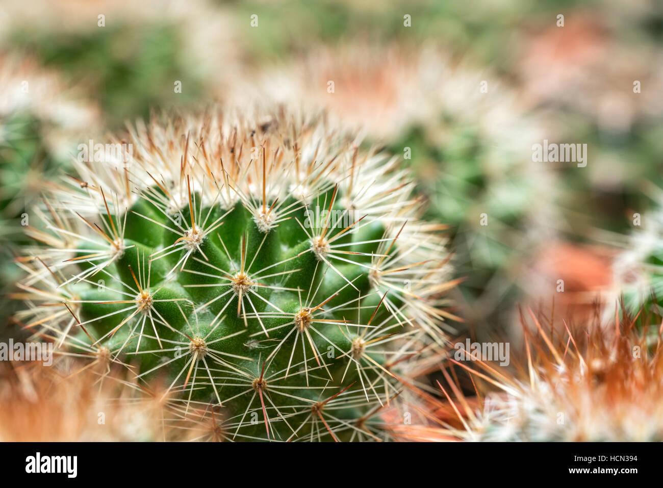 Cactus with close up view Stock Photo - Alamy