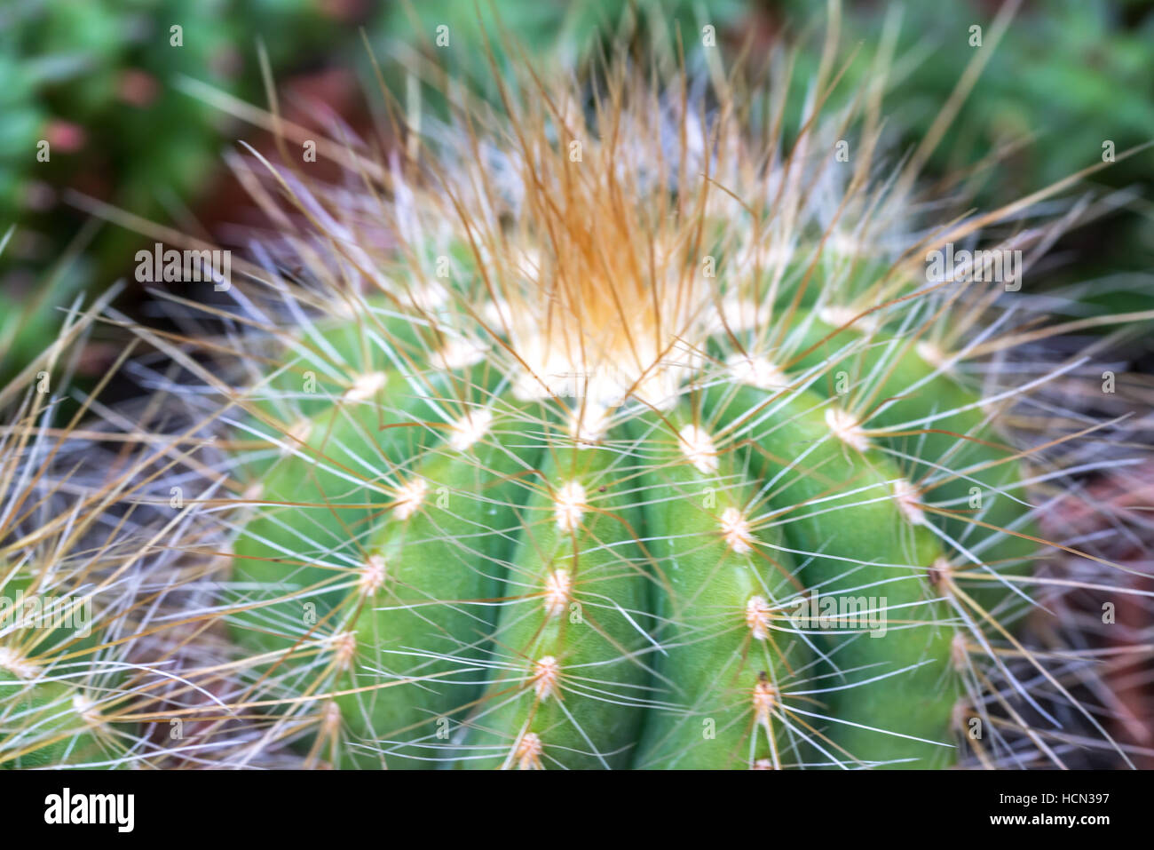 Cactus with close up view Stock Photo - Alamy