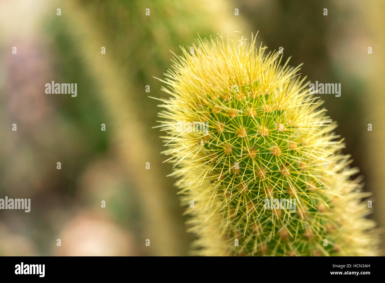 Cactus with close up view Stock Photo - Alamy