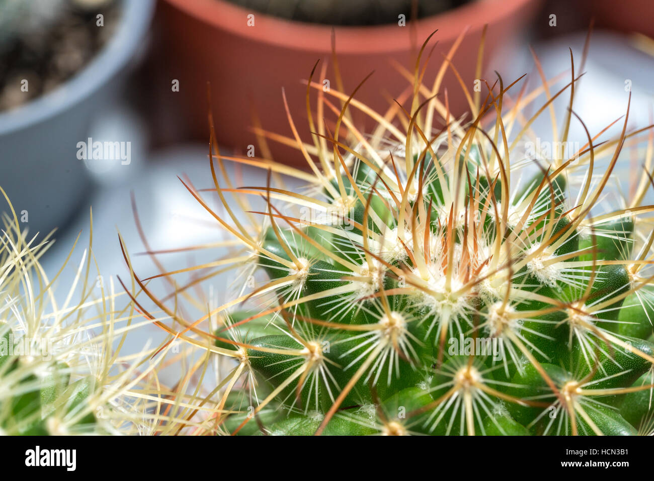 Cactus with close up view Stock Photo - Alamy