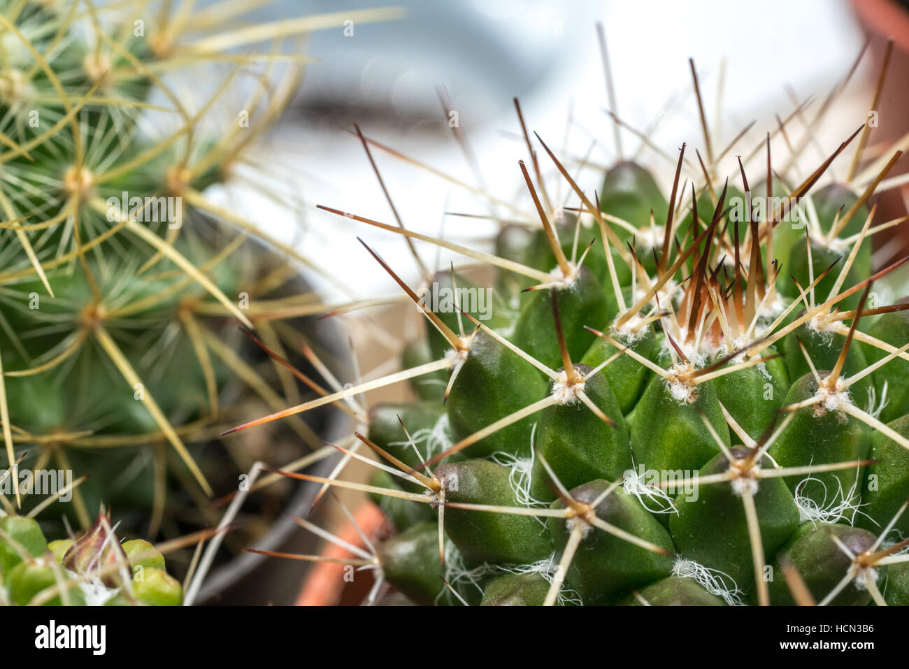 Cactus with close up view Stock Photo - Alamy