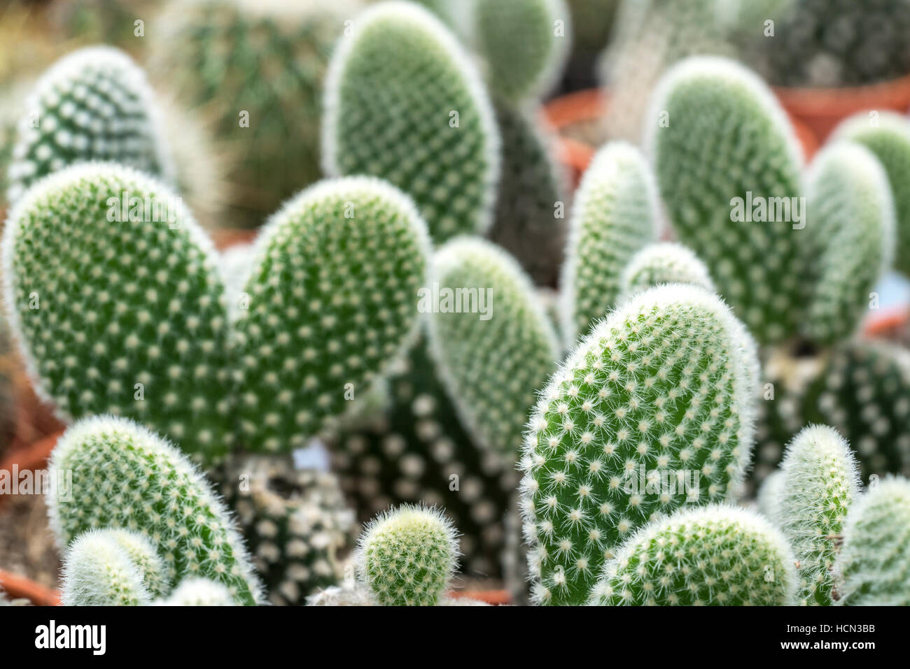 Cactus with close up view Stock Photo - Alamy