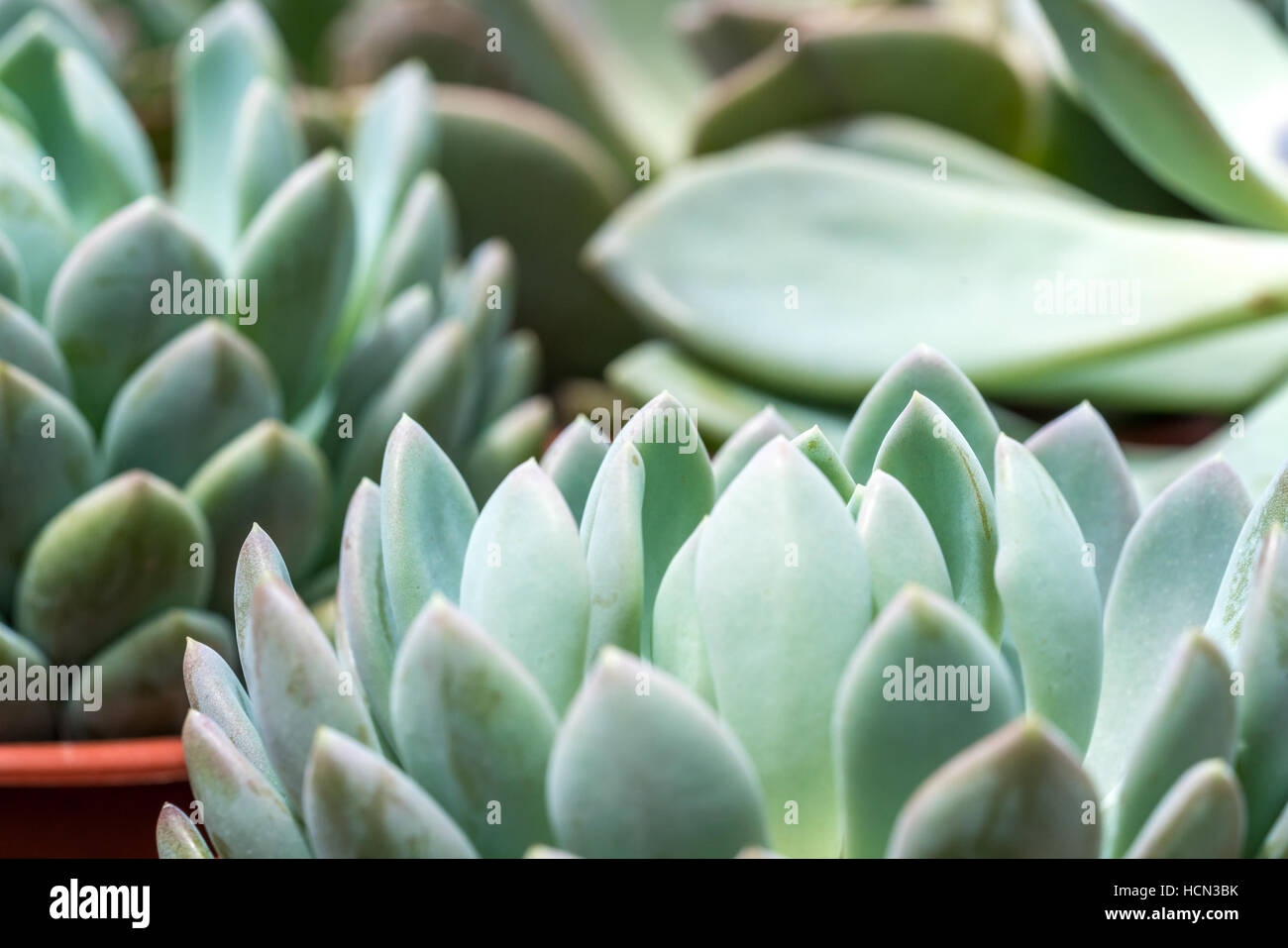 Cactus with close up view Stock Photo - Alamy