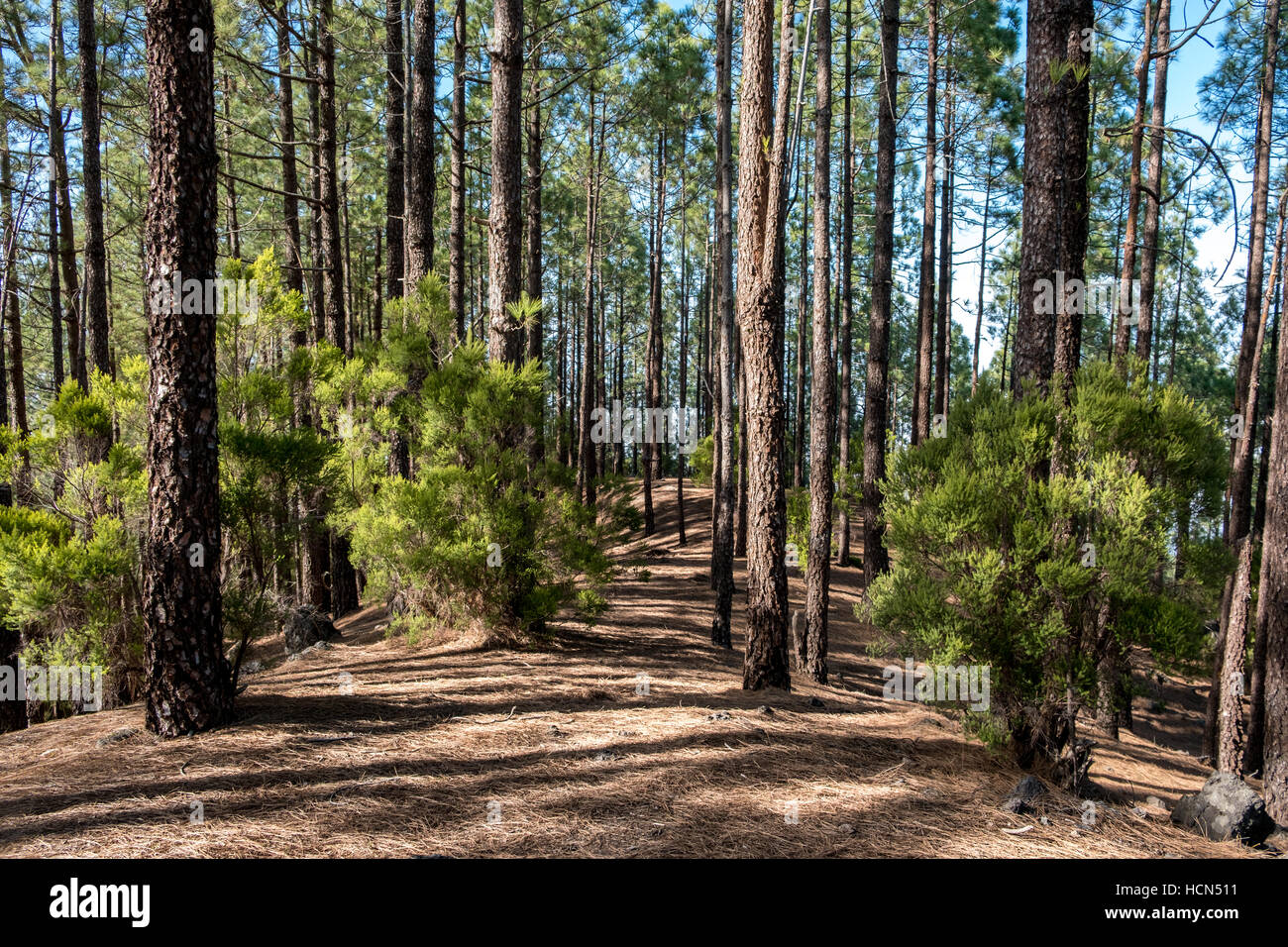 inside pine tree forest / coniferous forest Stock Photo - Alamy