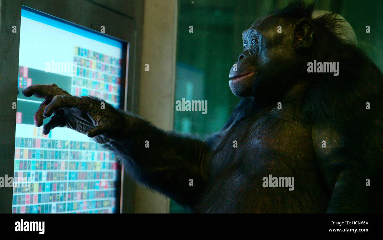 UNLOCKING THE CAGE, a bonobo named Kanzi, 2016. © First Run Features ...