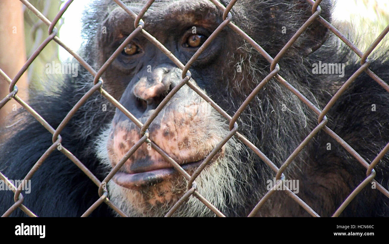 UNLOCKING THE CAGE, a chimpanzee named Merlin, 2016. © First Run ...