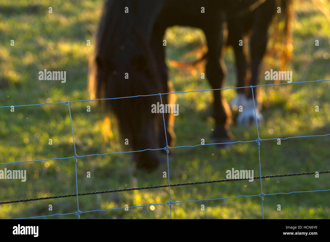 Horse behind fence hi-res stock photography and images - Alamy