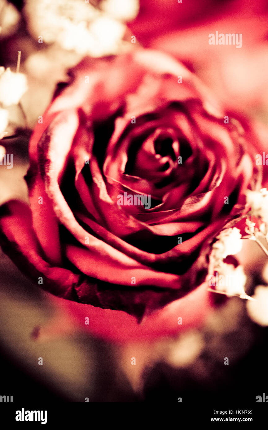 Decaying rose flower Stock Photo - Alamy