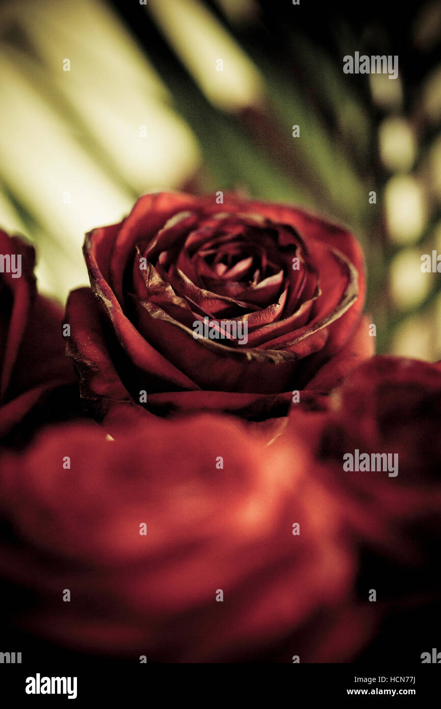 Decayed rose hi-res stock photography and images - Alamy