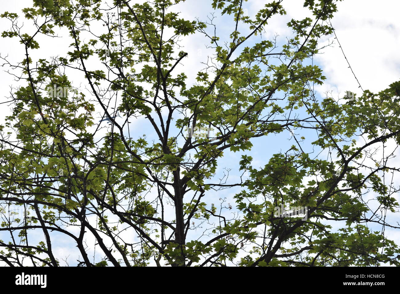 Tall and short trees silhouette hi-res stock photography and images - Alamy