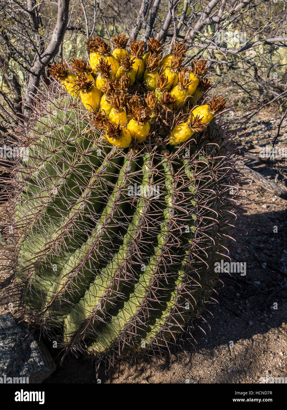 Cacti fruit hi-res stock photography and images - Alamy