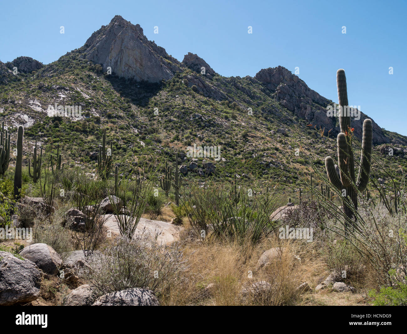 Sutherland Trail loop hike, Catalina Mountains, Arizona Stock Photo - Alamy