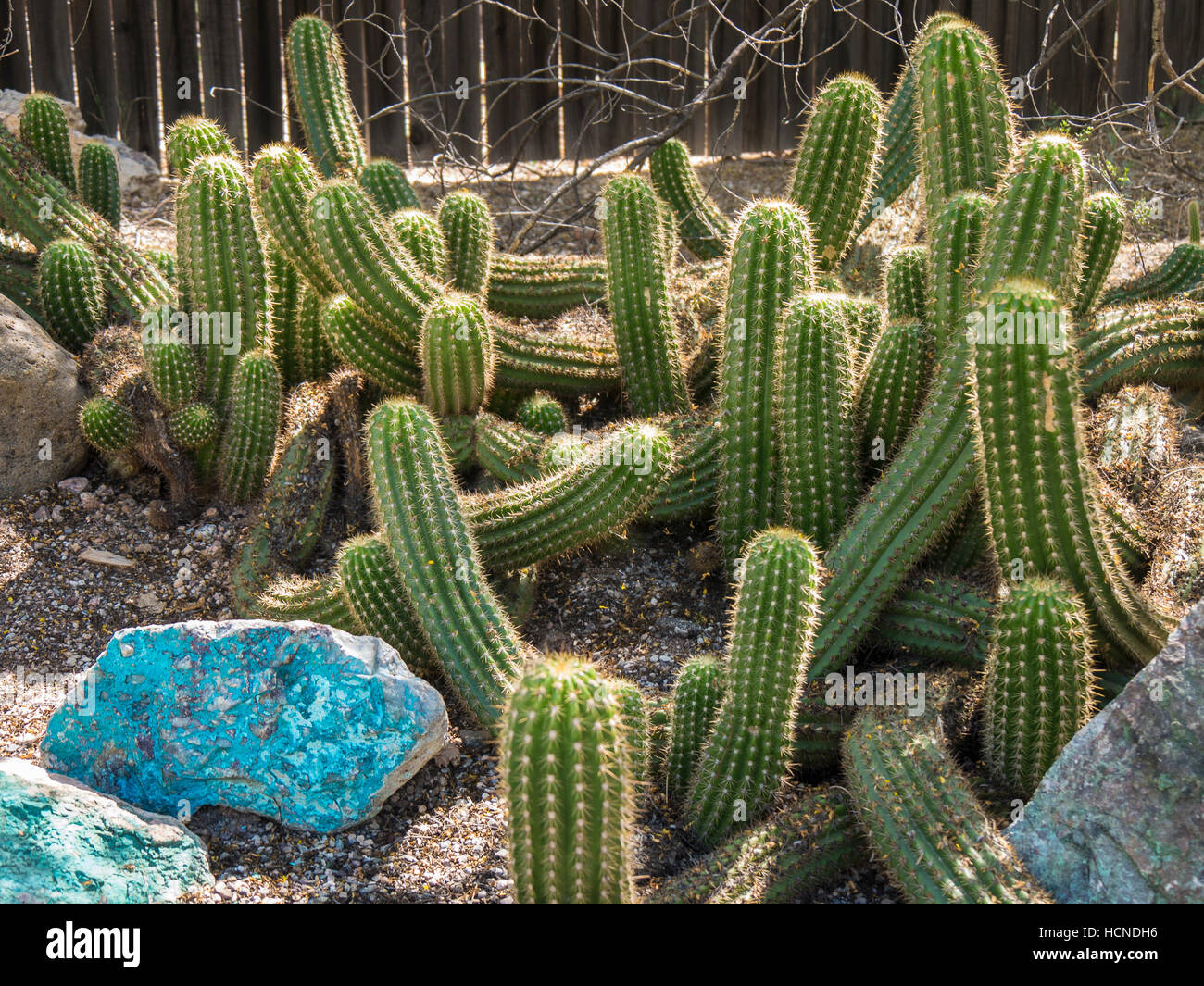 Tucson botanical gardens hi-res stock photography and images - Alamy