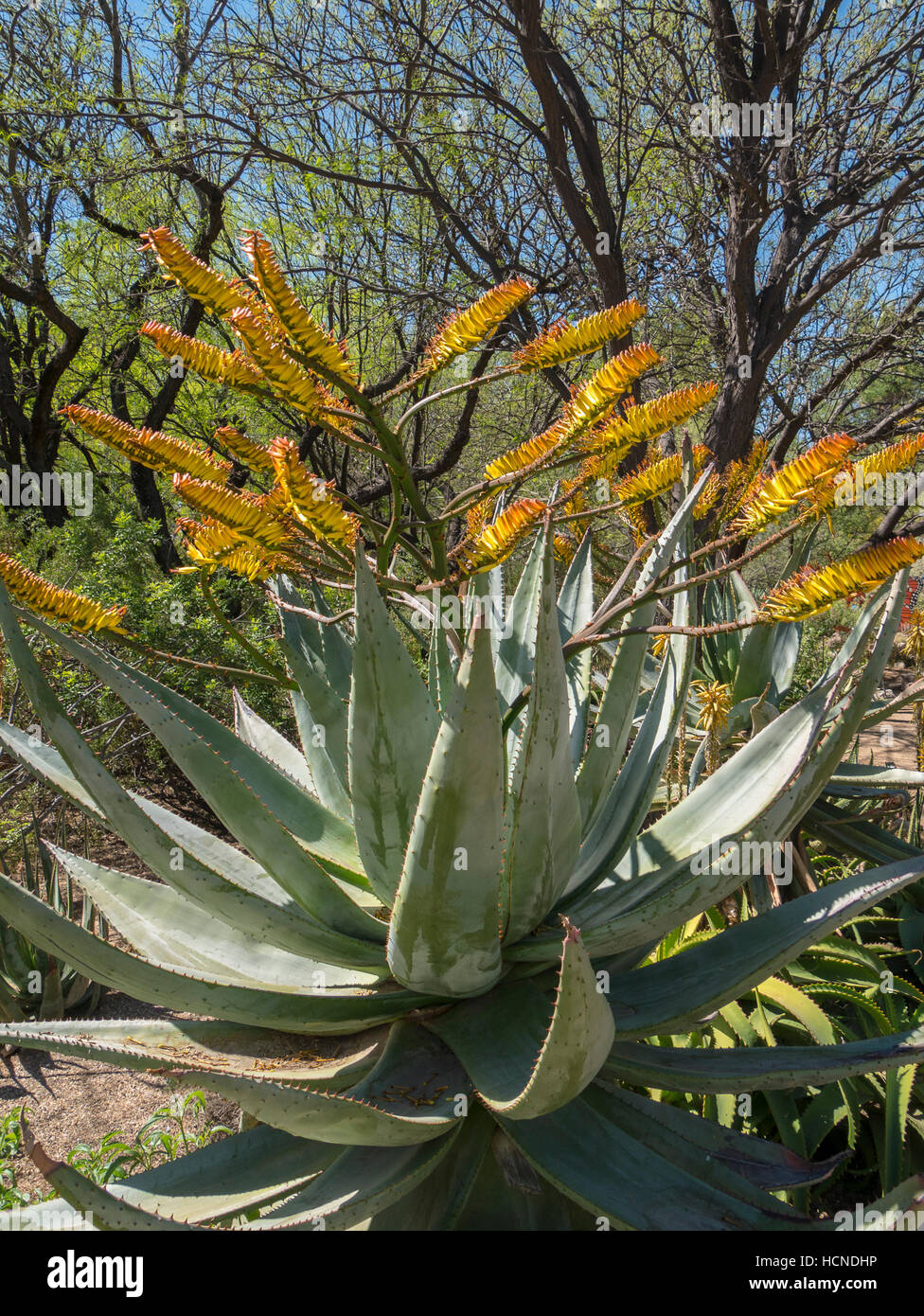 Plants in the Tuscon Botanical Gardens, Tucson, Arizona Stock Photo - Alamy