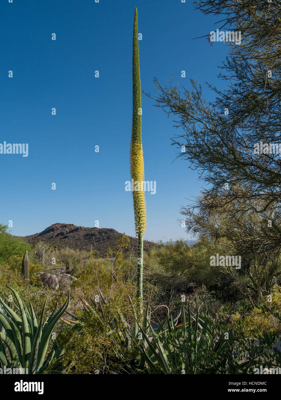 Agave bloom hi-res stock photography and images - Alamy