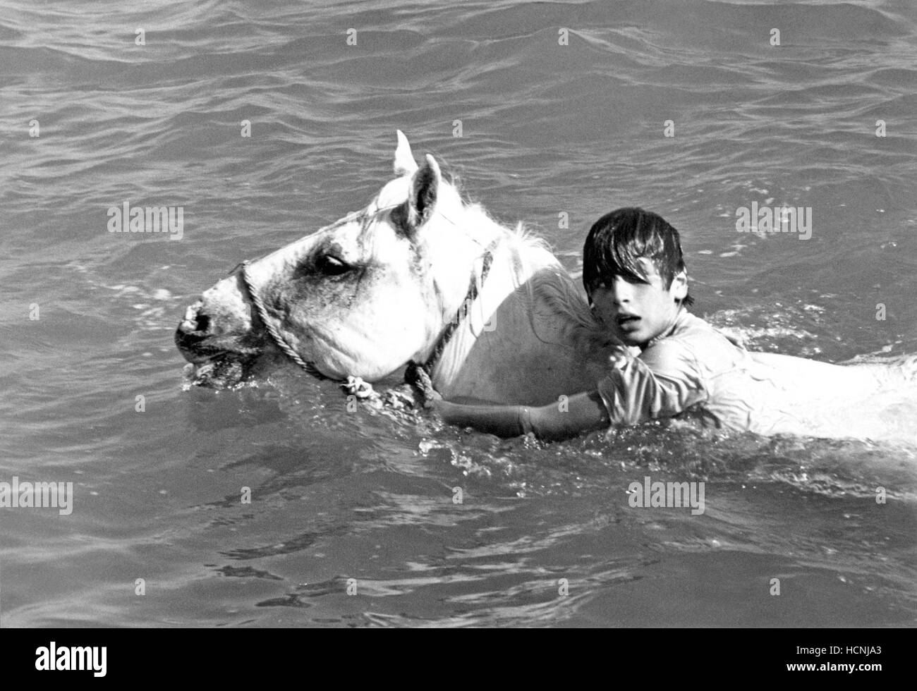 WHITE MANE, (aka CRIN-BLANC), Alain Emery, 1952 Stock Photo - Alamy