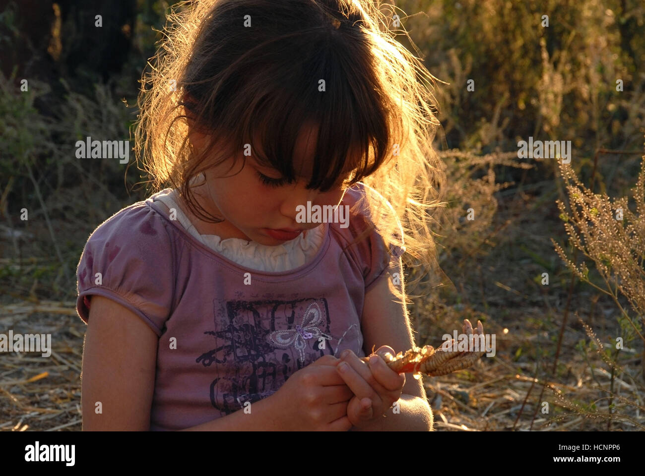 US CHICKENS, Amariah Faulkner, 2008 Stock Photo - Alamy