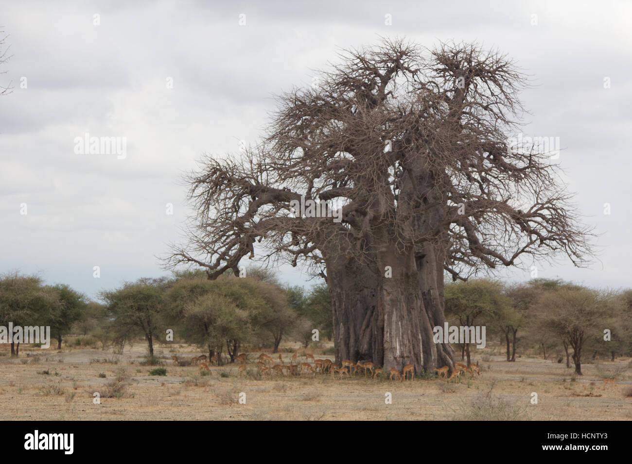 Impalas Gather Around a Baobab Tree Stock Photo - Alamy