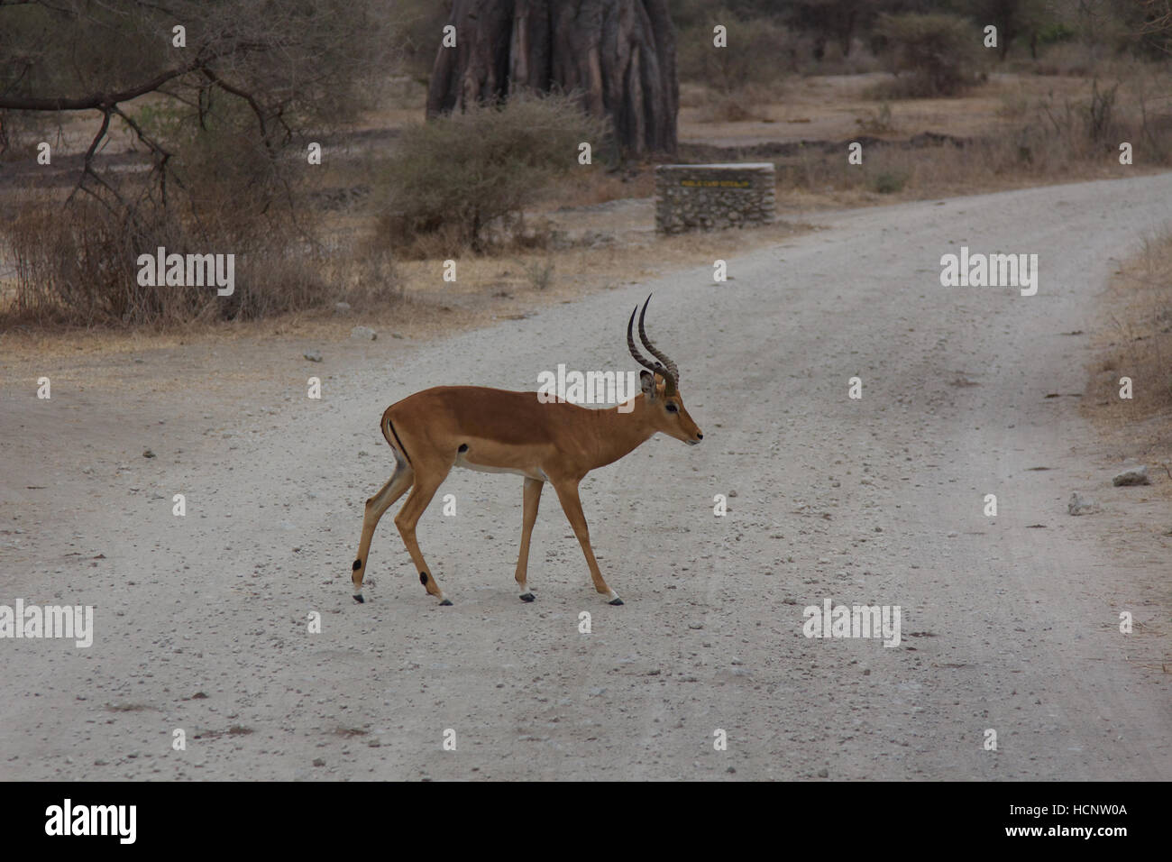 An Impala Crossing the Road Stock Photo - Alamy