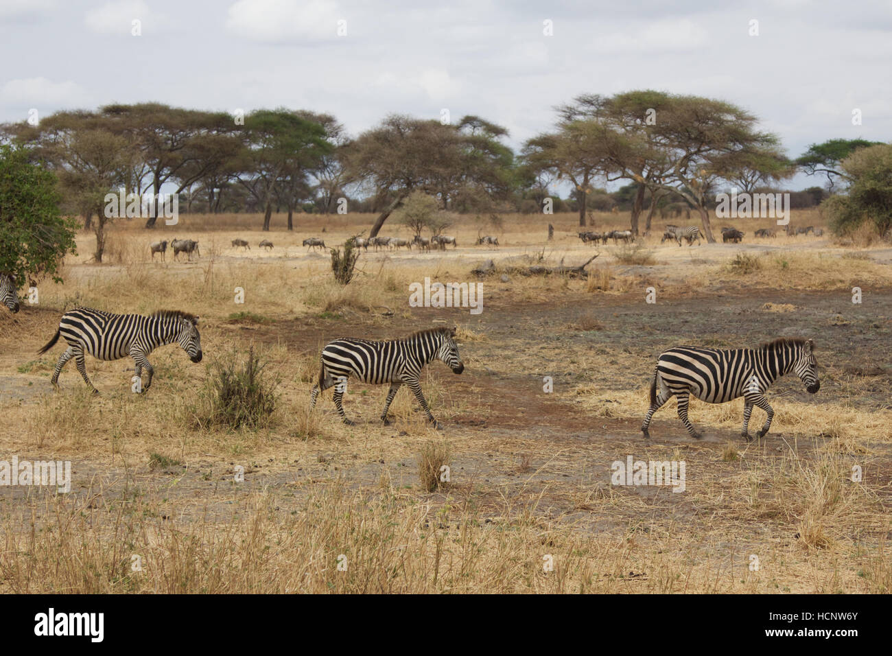 Zebras Marching By Stock Photo - Alamy