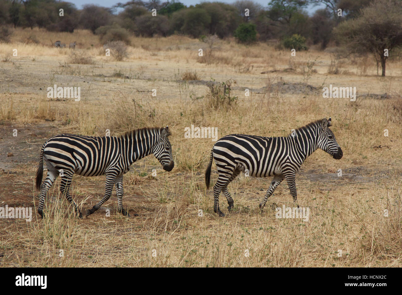 Zebra pair hi-res stock photography and images - Alamy
