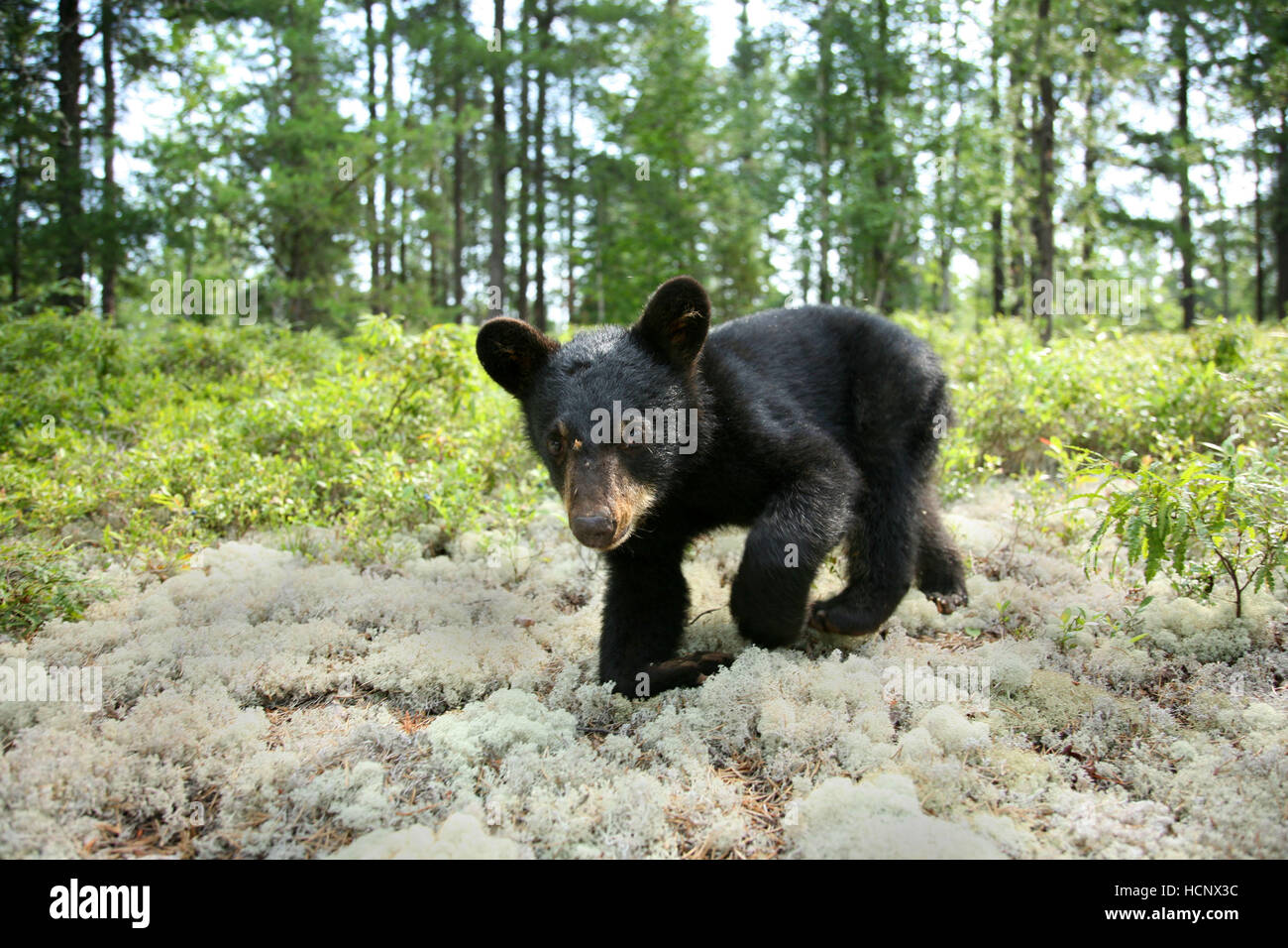 WHITE TUFT, THE LITTLE BEAVER, (aka MECHE BLANCHE, aka MECHE BLANCH ...