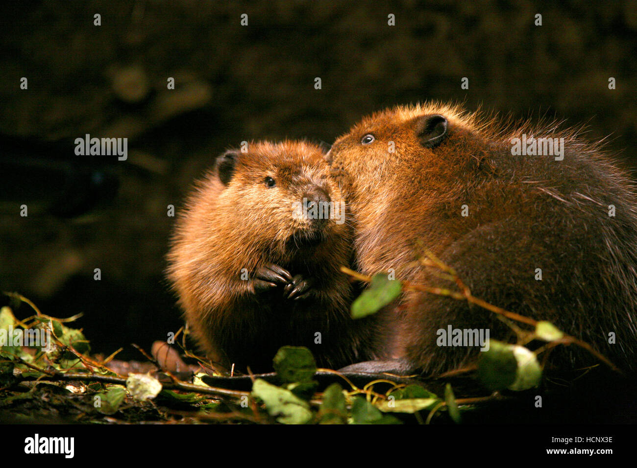WHITE TUFT, THE LITTLE BEAVER, (aka MECHE BLANCHE, aka MECHE BLANCH ...