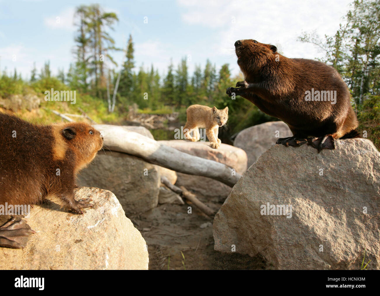 WHITE TUFT, THE LITTLE BEAVER, (aka MECHE BLANCHE, aka MECHE BLANCH ...