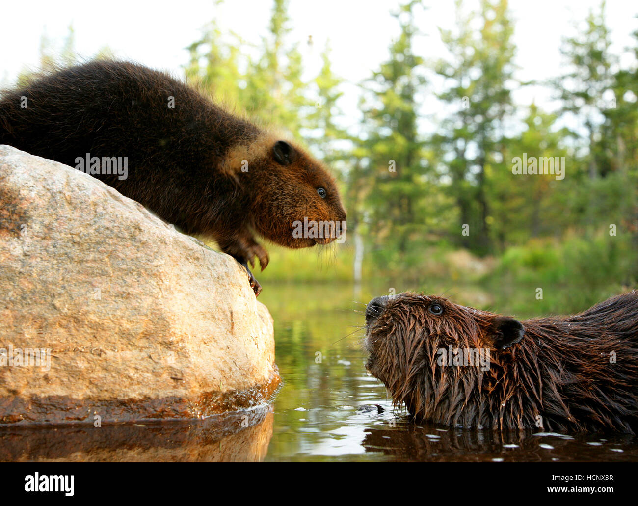 WHITE TUFT, THE LITTLE BEAVER, (aka MECHE BLANCHE, aka MECHE BLANCH ...