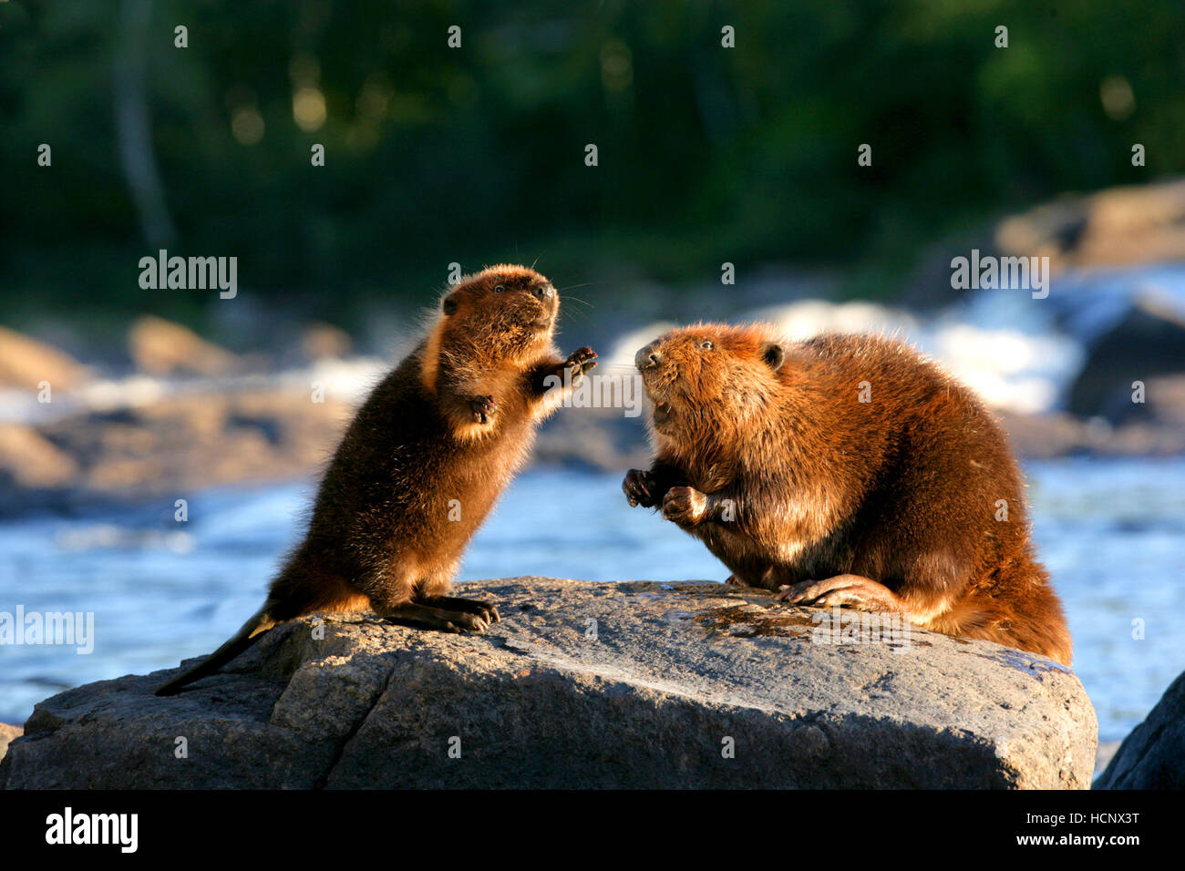 WHITE TUFT, THE LITTLE BEAVER, (aka MECHE BLANCHE, aka MECHE BLANCH ...