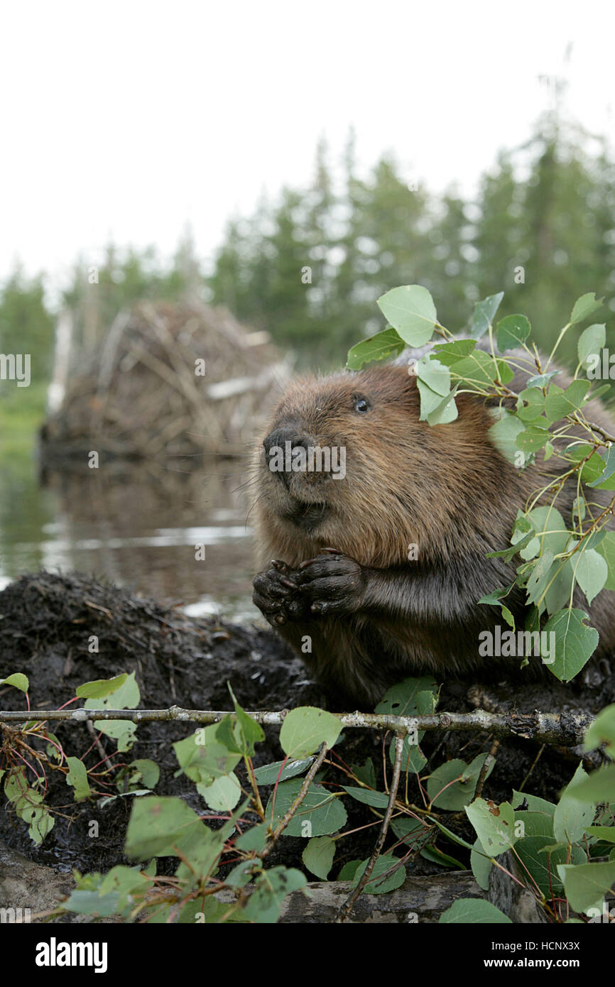 WHITE TUFT, THE LITTLE BEAVER, (aka MECHE BLANCHE, aka MECHE BLANCH ...