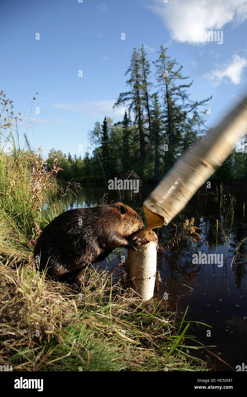 WHITE TUFT, THE LITTLE BEAVER, (aka MECHE BLANCHE, aka MECHE BLANCH ...
