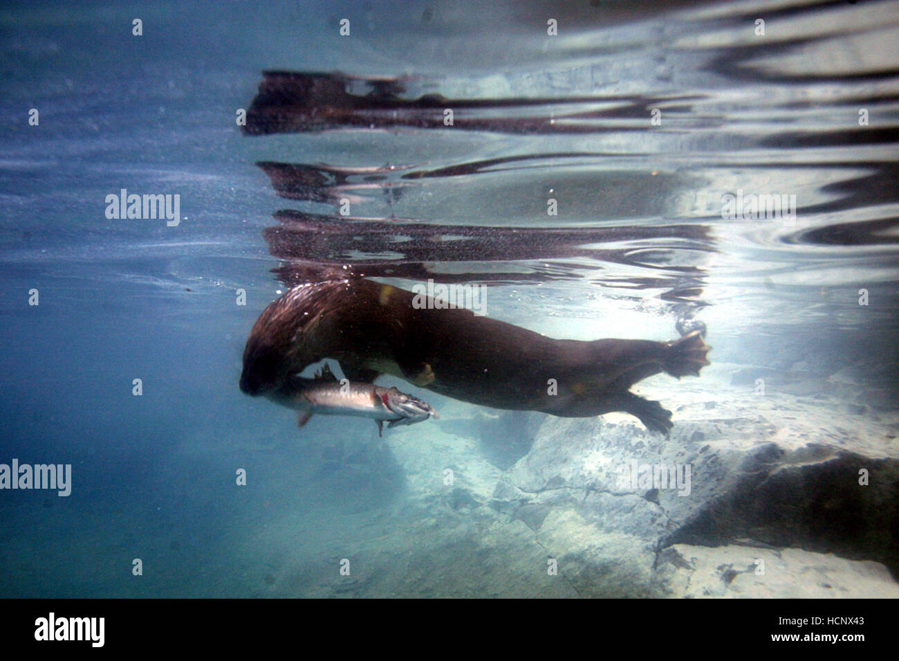 WHITE TUFT, THE LITTLE BEAVER, (aka MECHE BLANCHE, aka MECHE BLANCH ...