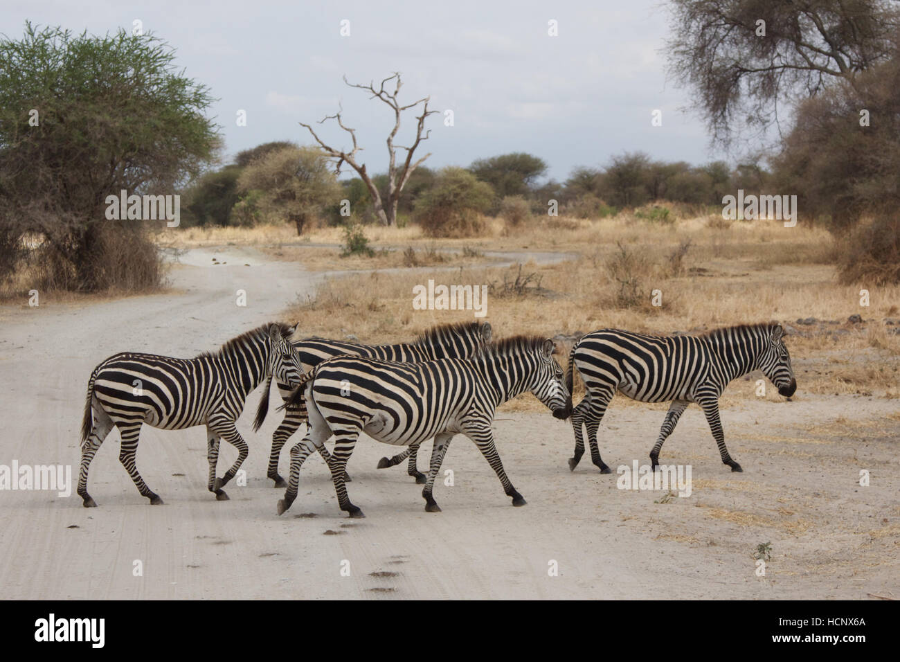 Zebras Crossing the Road Stock Photo - Alamy