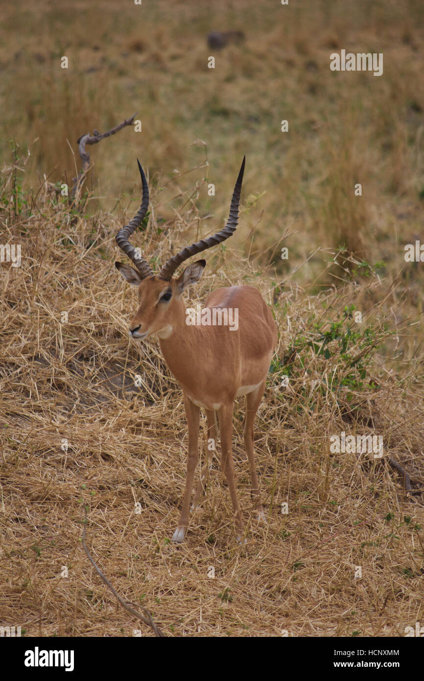 Horns of impala hi-res stock photography and images - Alamy