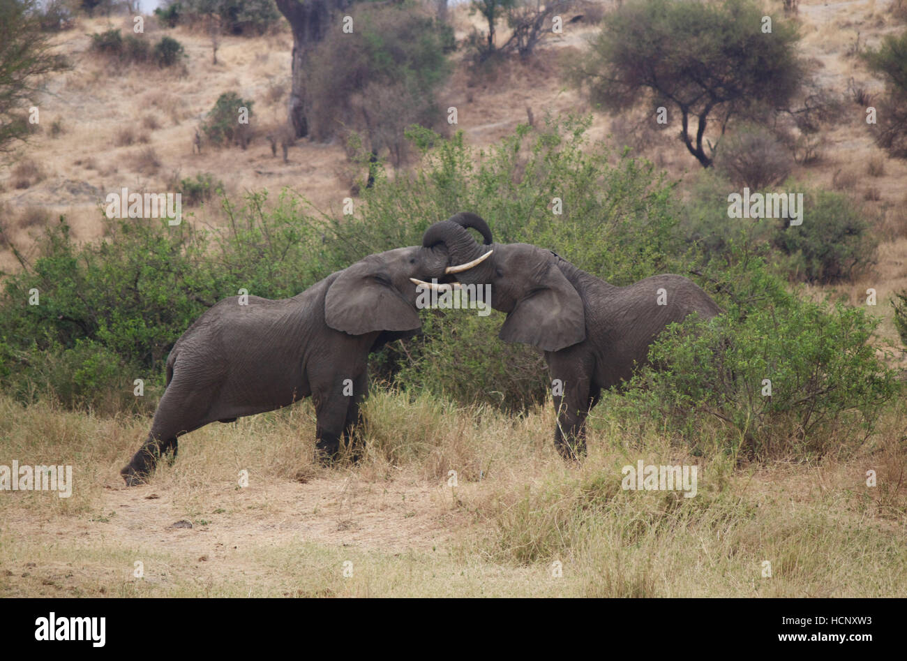 Elephants fighting hi-res stock photography and images - Alamy