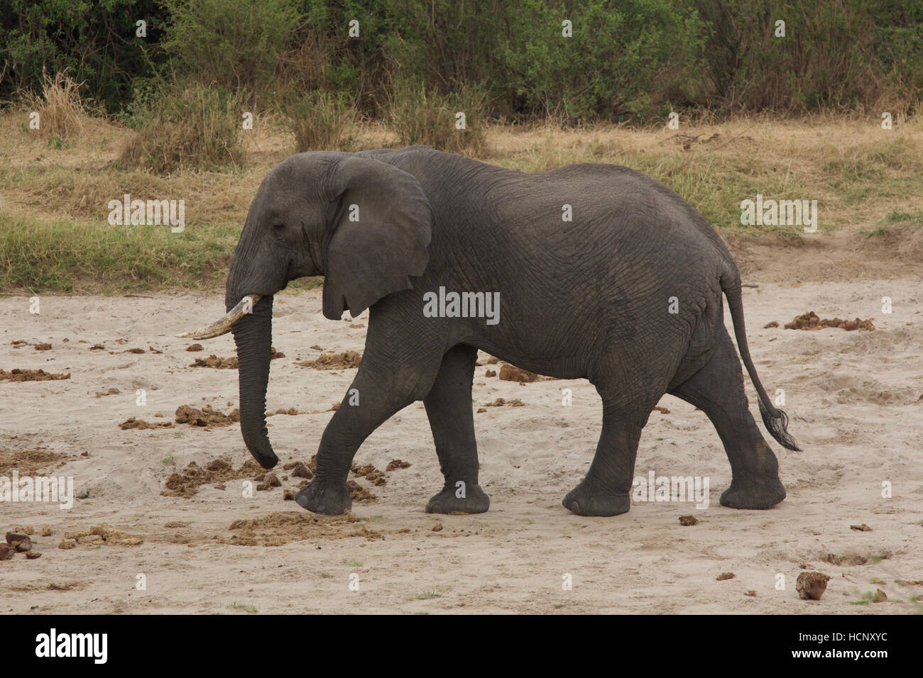 Lone African Elephant Stock Photo - Alamy
