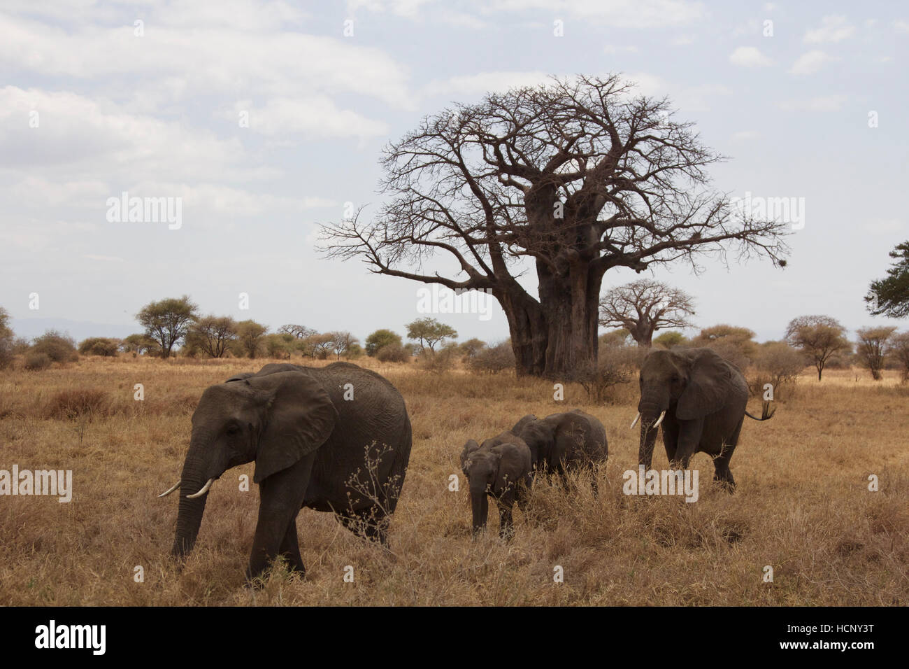 Elephant baobab tree hi-res stock photography and images - Alamy